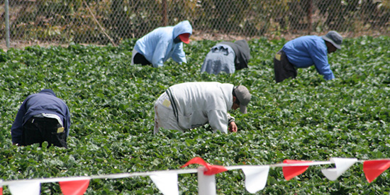 Jamaican government plans to improve overseas farm work program