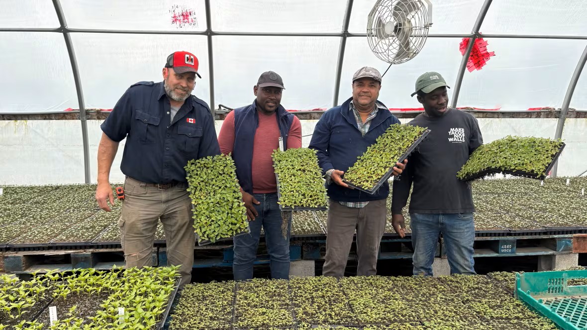 Callaloo crop brings Jamaican farm workers a taste of home